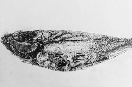 VISCERAL by sandra pissarra, Drawing | Artblr.