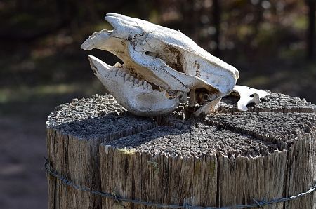 Wombat Skull by Greg Sandoval, Photography | Artblr.